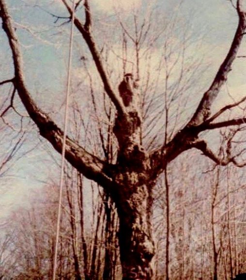 BEYOND LEGEND: THE JESUS TREE – HAT CITY DIGGERS